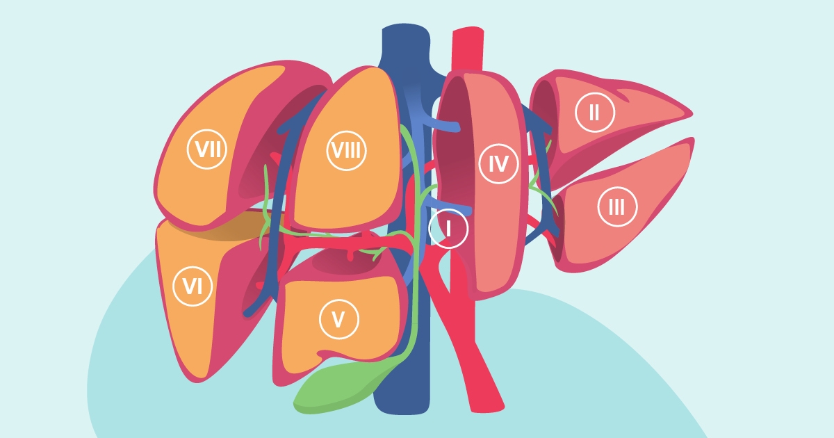 órganos Del Cuerpo Humano Hígado