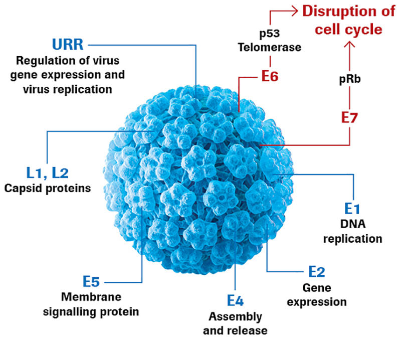 Hpv And The Cell Cycle