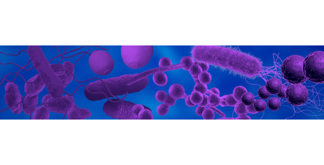 Sepsis Bacteria