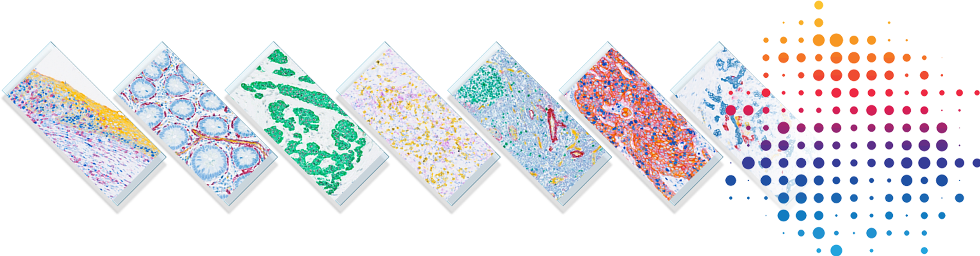 Immunohistochemistry Ihc Resources